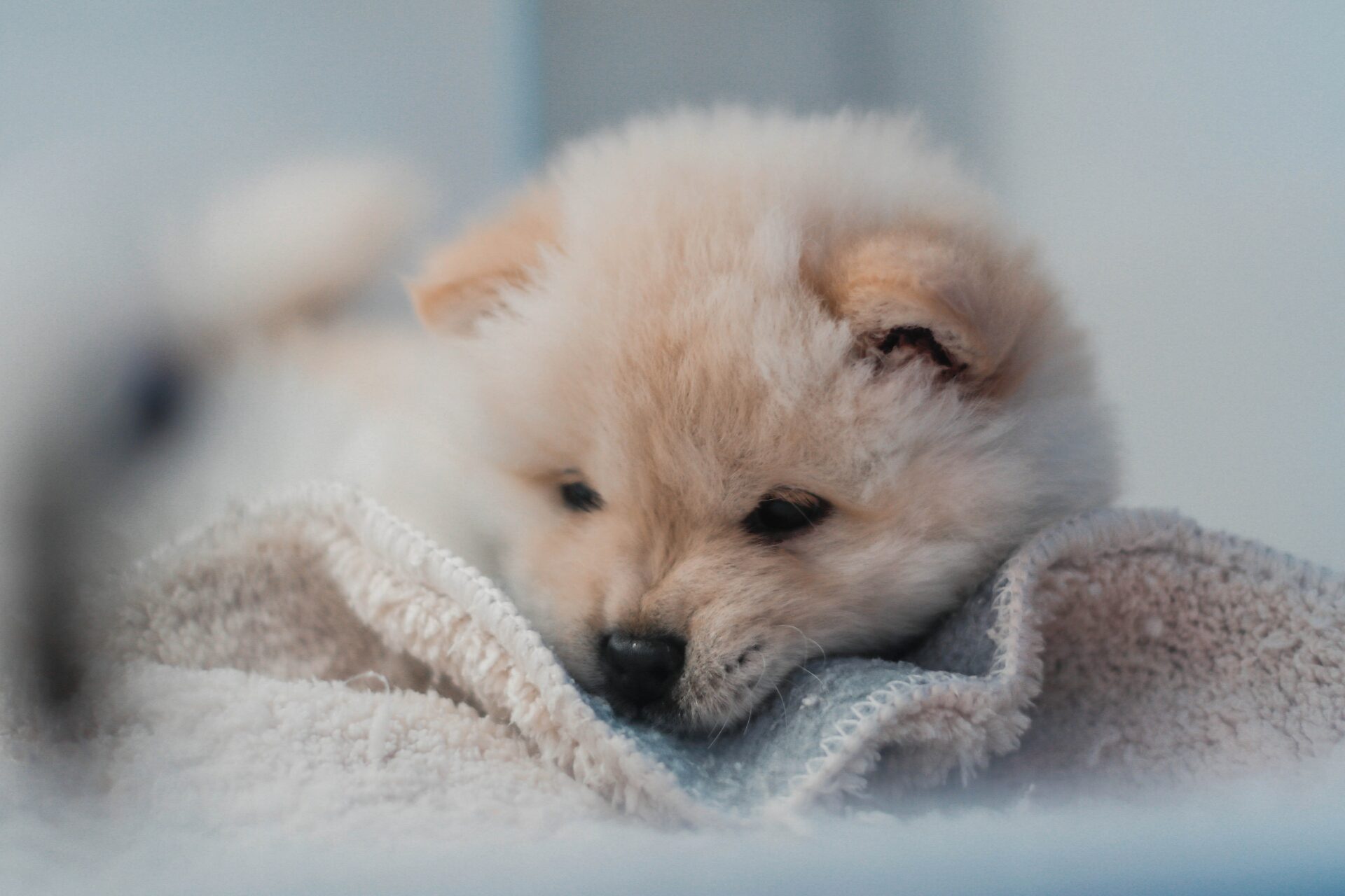The 7 Best Dog Blankets for Snuggling Up